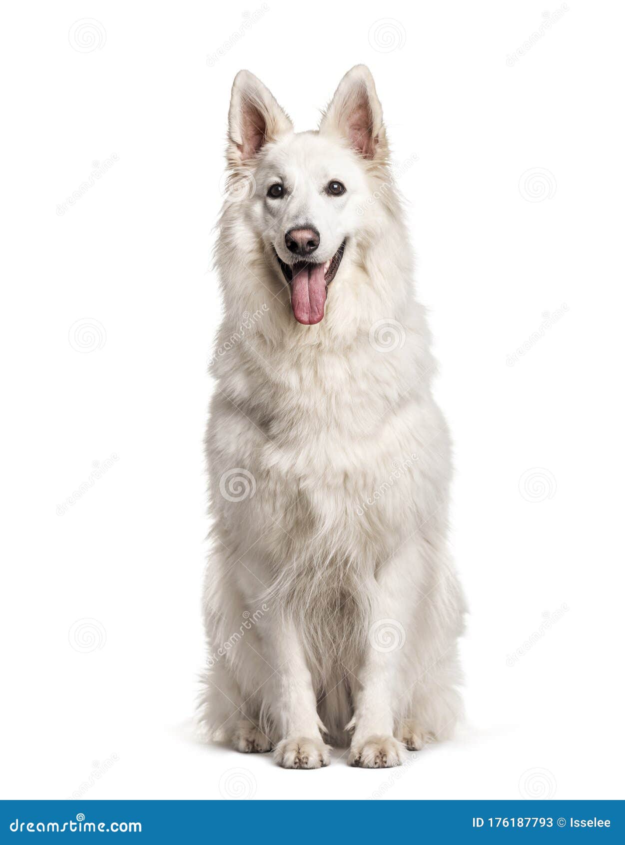White Swiss Shepherd Dog, Isolated Stock Image - Image of shepherd ...