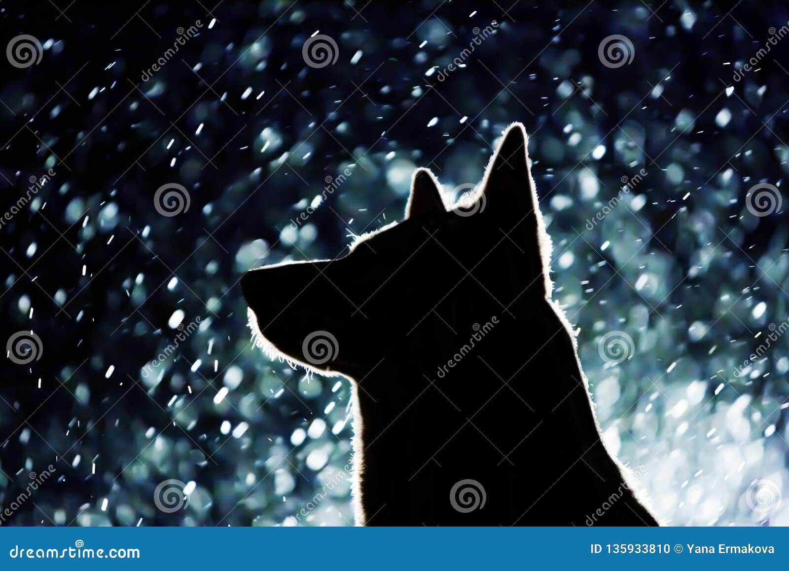 Dog Silhouette in the Headlights Stock Photo - Image of shepherd, cute ...