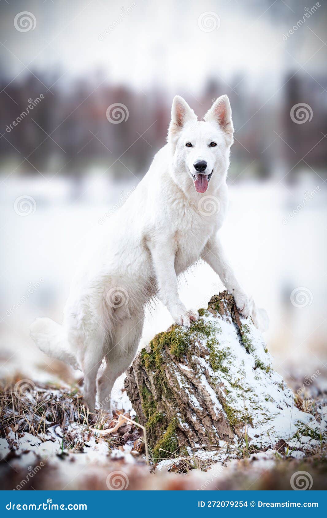 White Swiss Shepherds Laying on Walking Stock Photo - Image of pedigree ...
