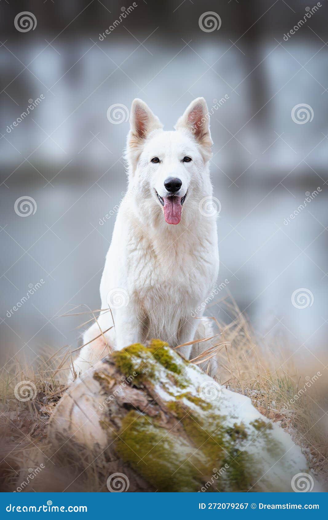 White Swiss Shepherds Laying on Walking Stock Image - Image of purebred ...