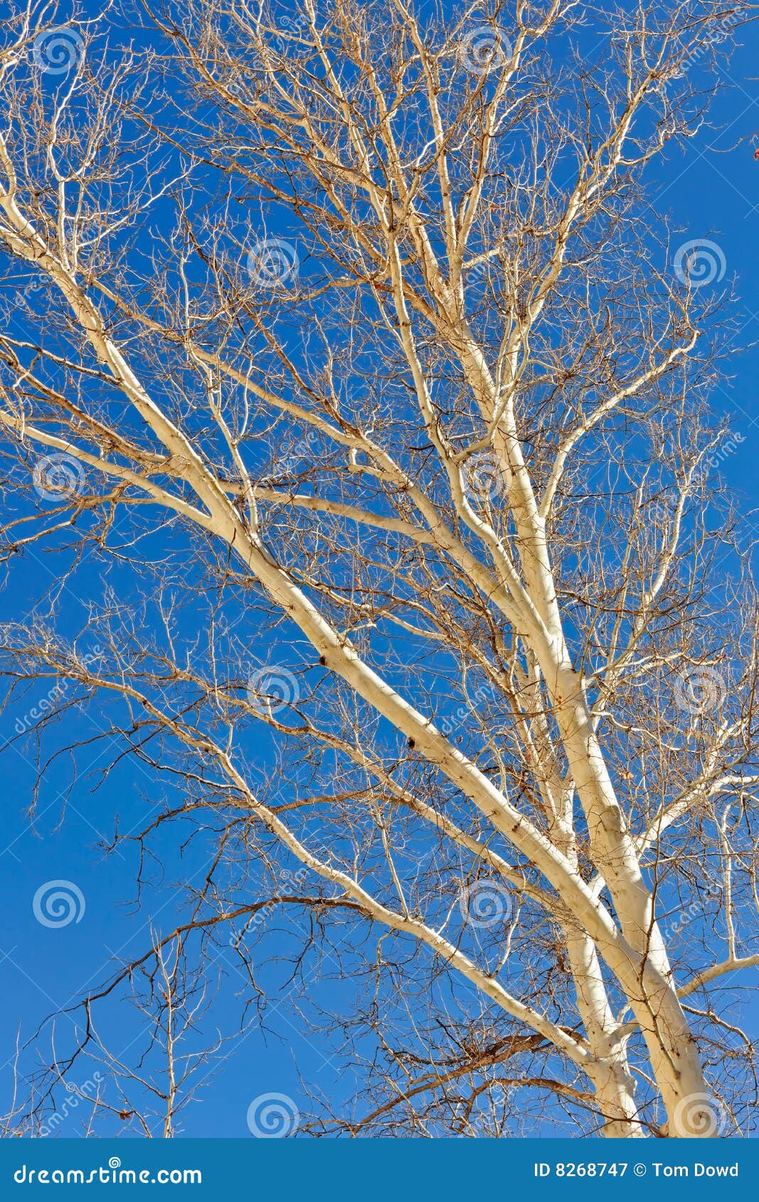 White sycamore tree stock image. Image of bare, close - 8268747