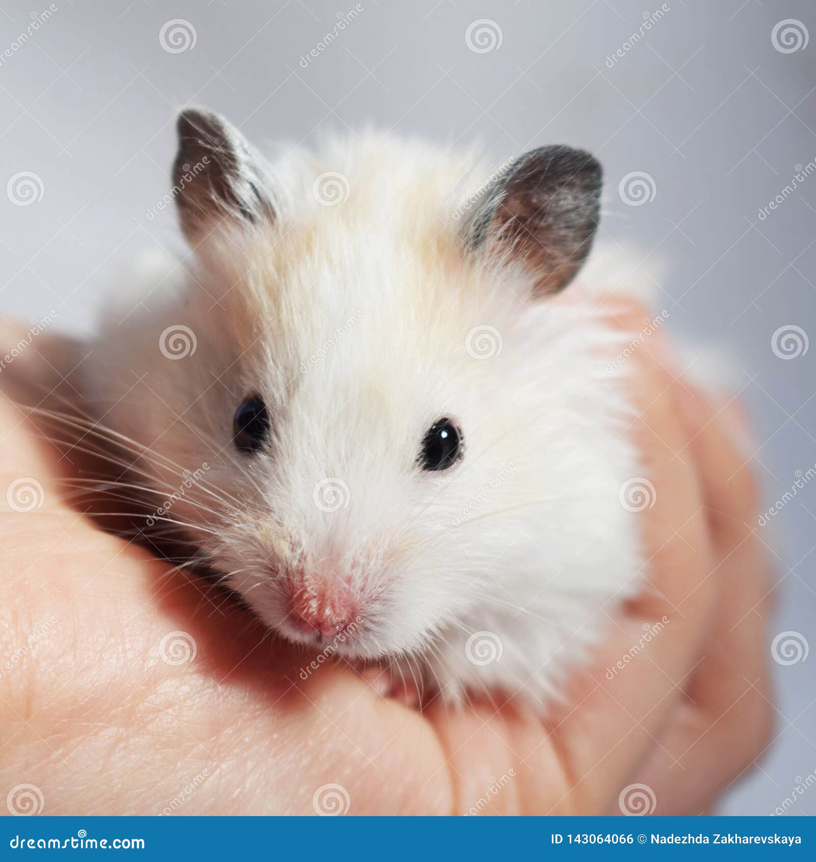 White Syrian hamster. stock photo. Image of mouse, syrian - 143064066