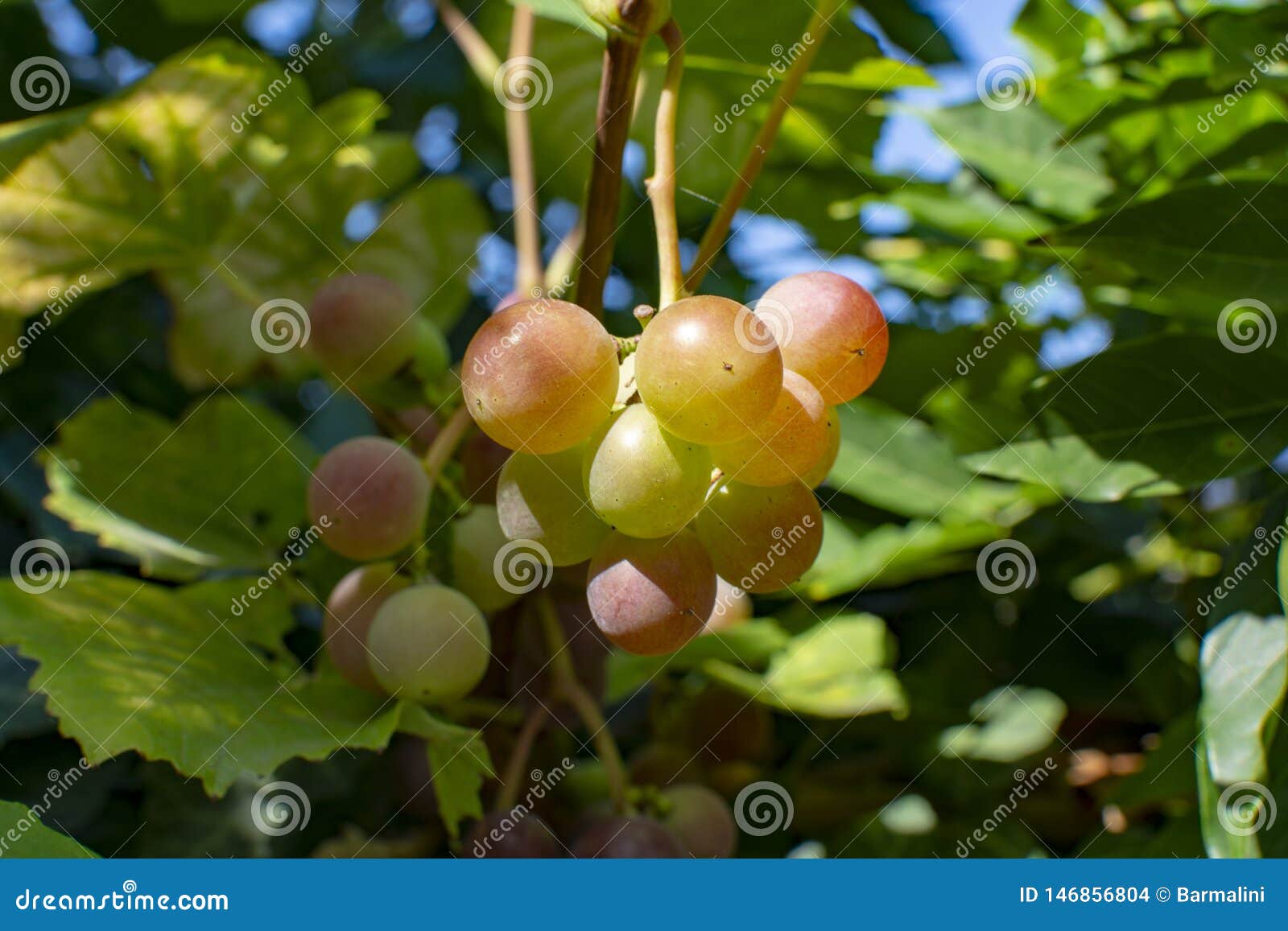 White Table Grape Riping on Vine in Garden Stock Photo - Image of chili ...