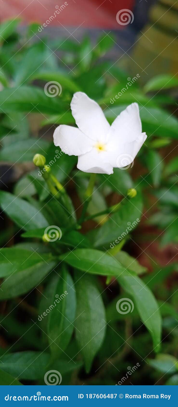 White tagar flower. stock image. Image of tree, yellow - 187606487