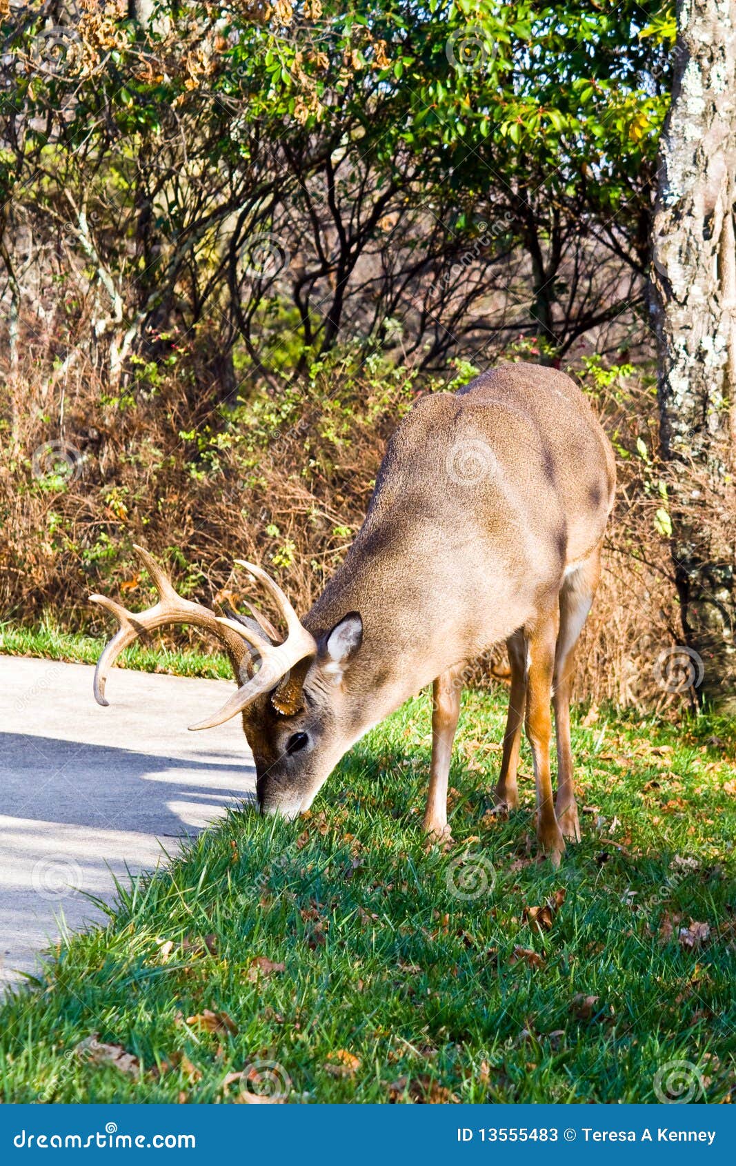 White Tail Buck stock image. Image of eight, beautiful - 13555483