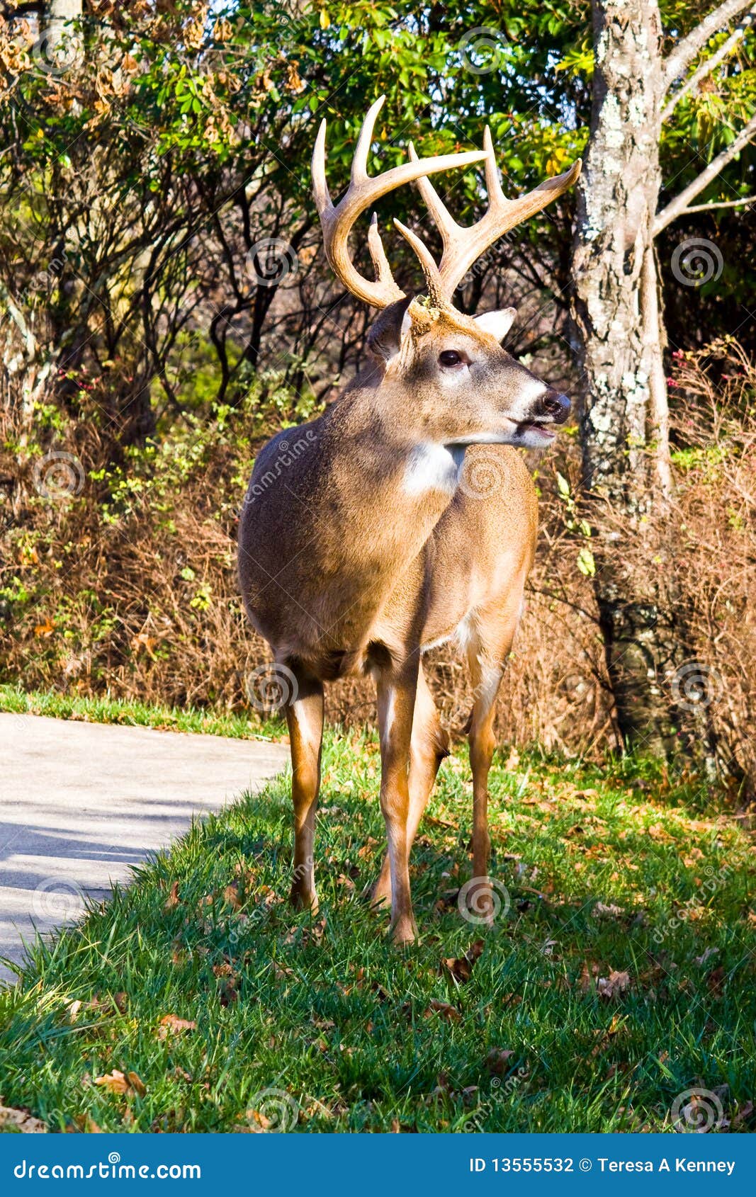 White Tail Buck stock photo. Image of antlers, american - 13555532
