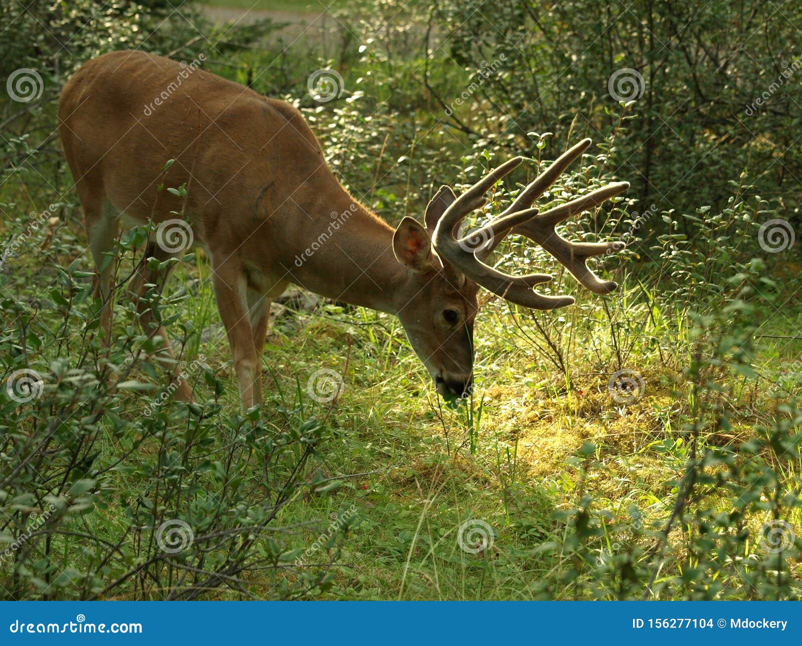 White Tail Buck in Sunlight Stock Photo - Image of green, beautiful ...