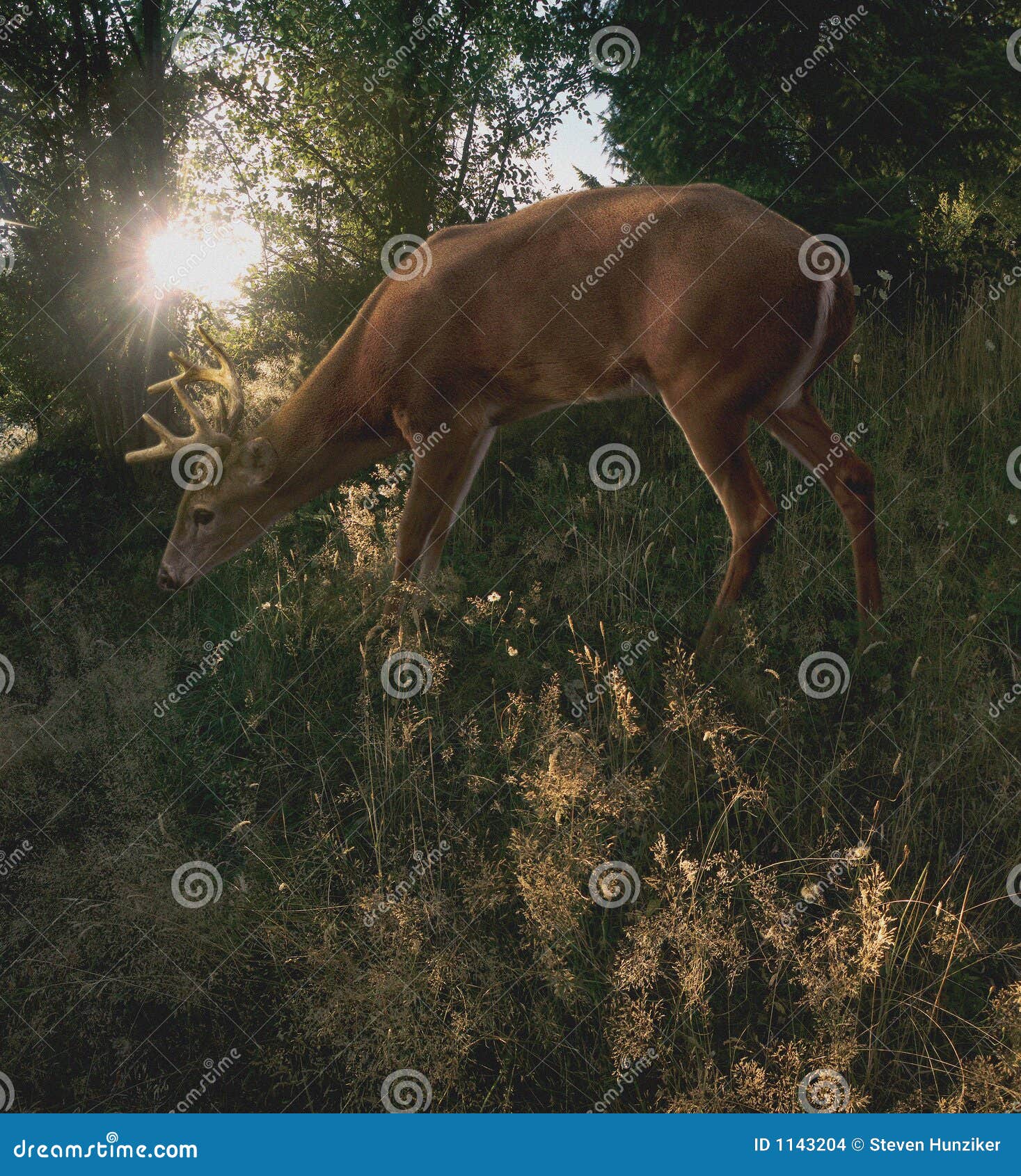 White Tail Deer stock photo. Image of hunting, wildlife - 1143204