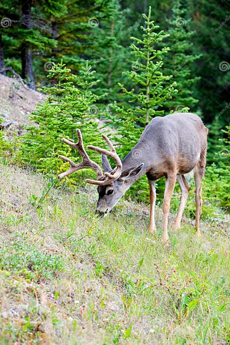 White Tail Deer in Banff stock photo. Image of horns - 15971542