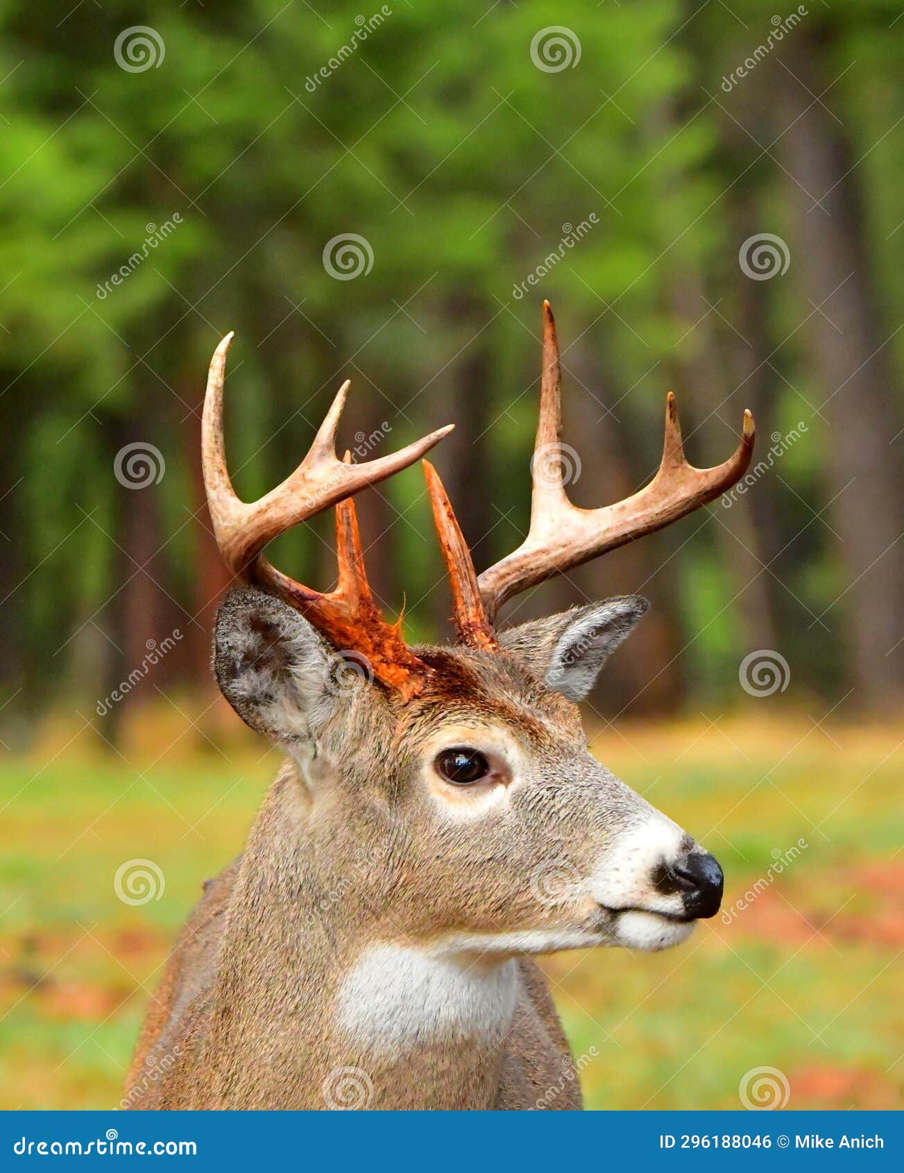 White Tail Deer-Buck, Montana. Stock Photo - Image of nature, savanna ... White Tail Deer-Buck, Montana. Stock Photo - Image of nature, savanna ...