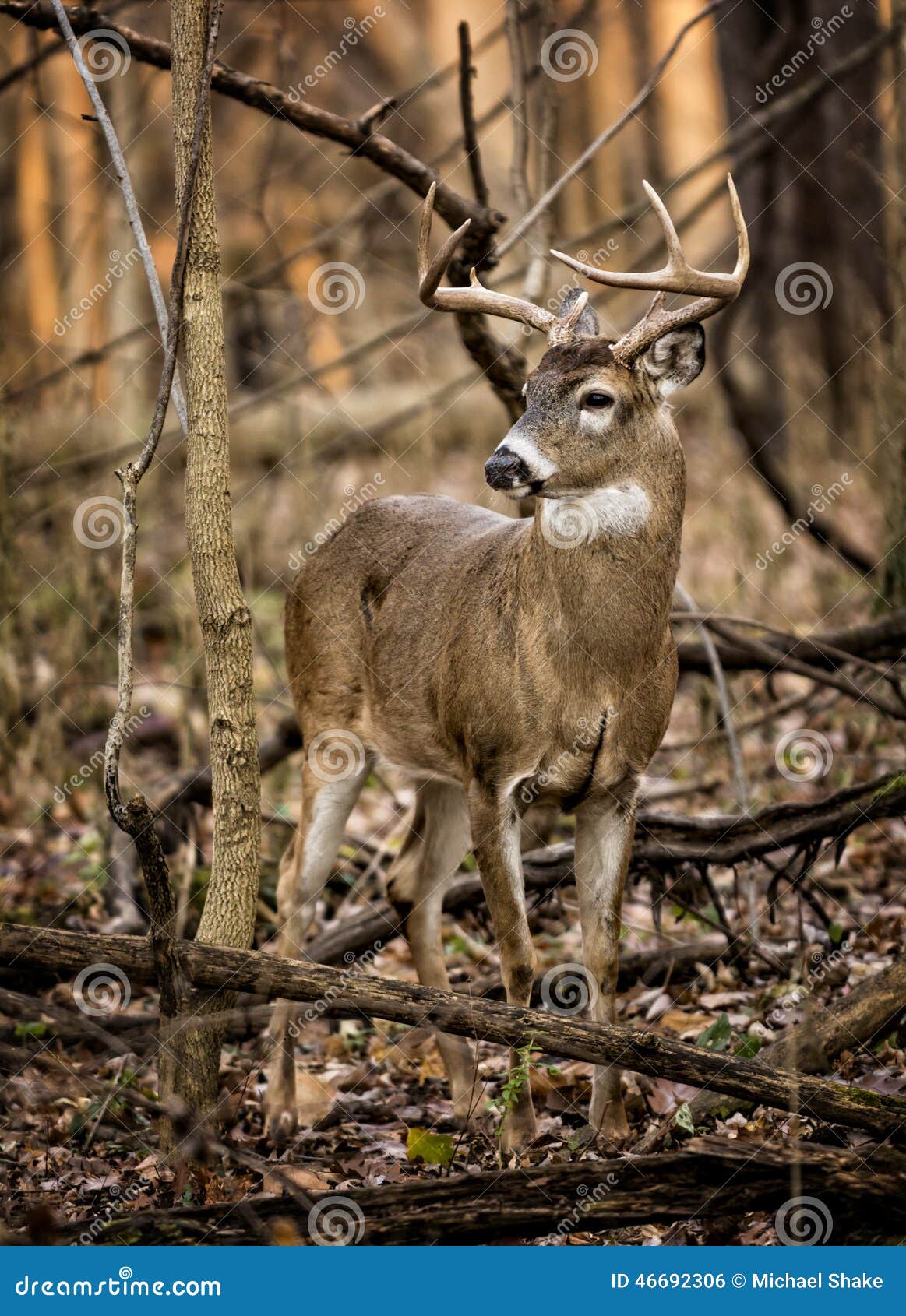 White Tail Deer Buck stock photo. Image of buck, white - 46692306