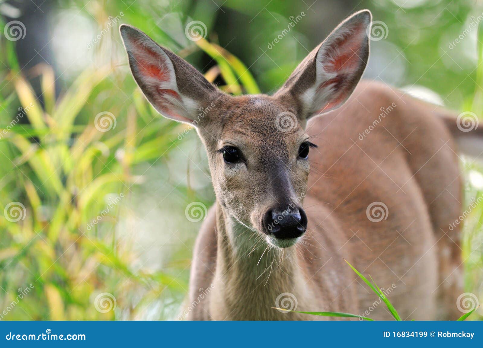 White Tail Deer Doe in Green Grass Stock Image - Image of white ...