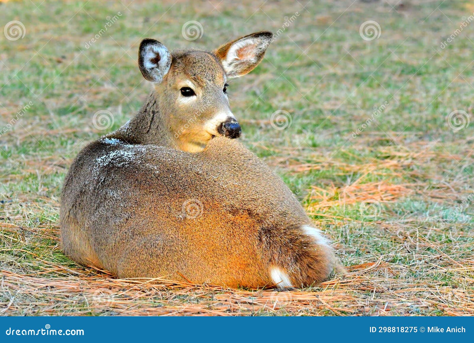 White Tail Deer-Doe, Montana. Stock Image - Image of mountains, deer ...