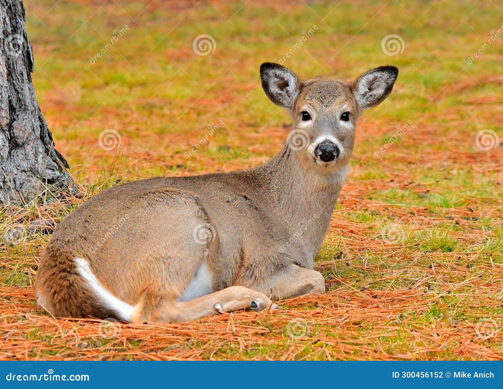 White Tail Deer-Doe, Montana. Stock Photo - Image of bitterroot, tree: 300456152