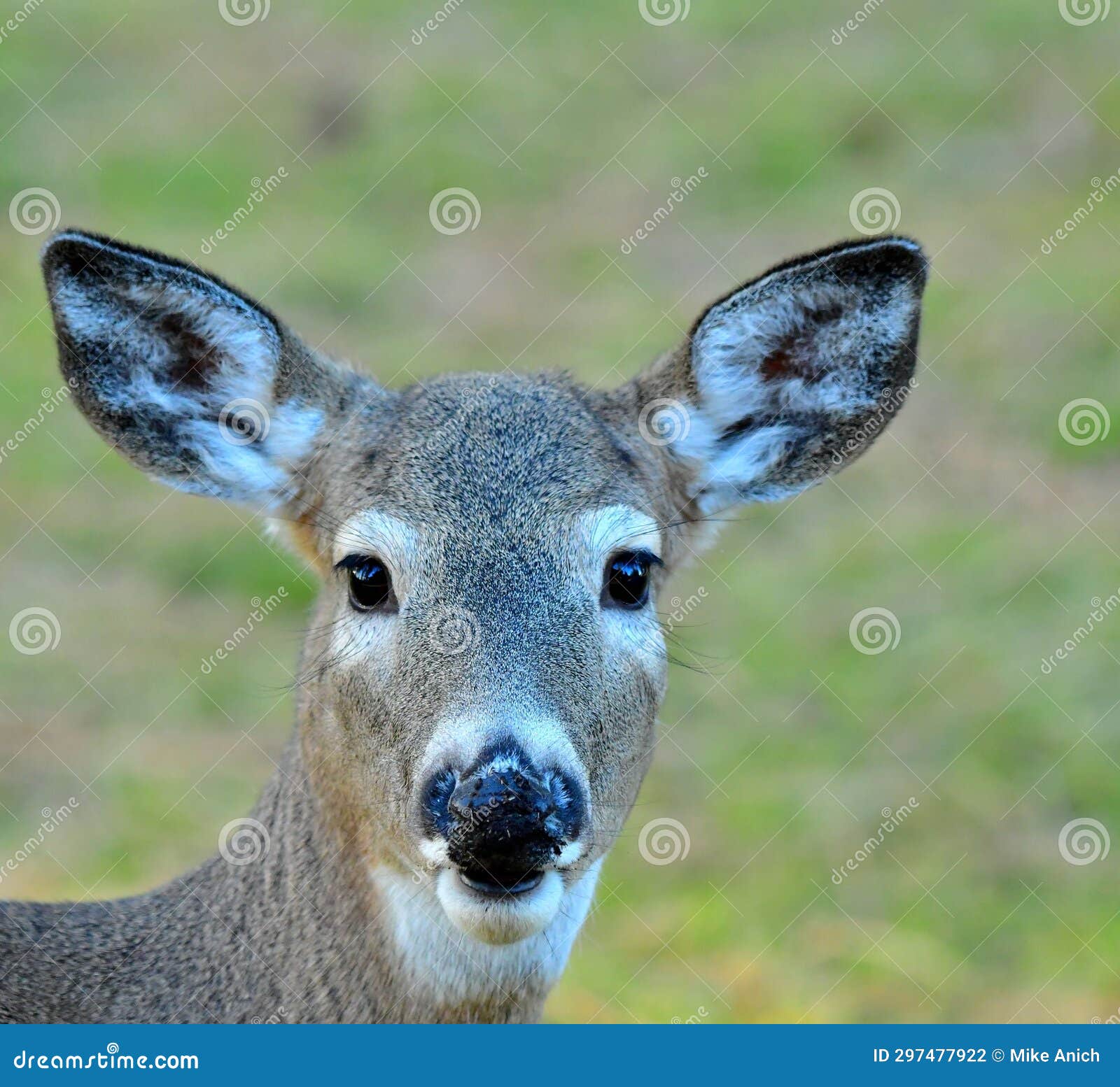 White Tail Deer-Doe, Montana. Stock Photo - Image of horn, fawn: 297477922