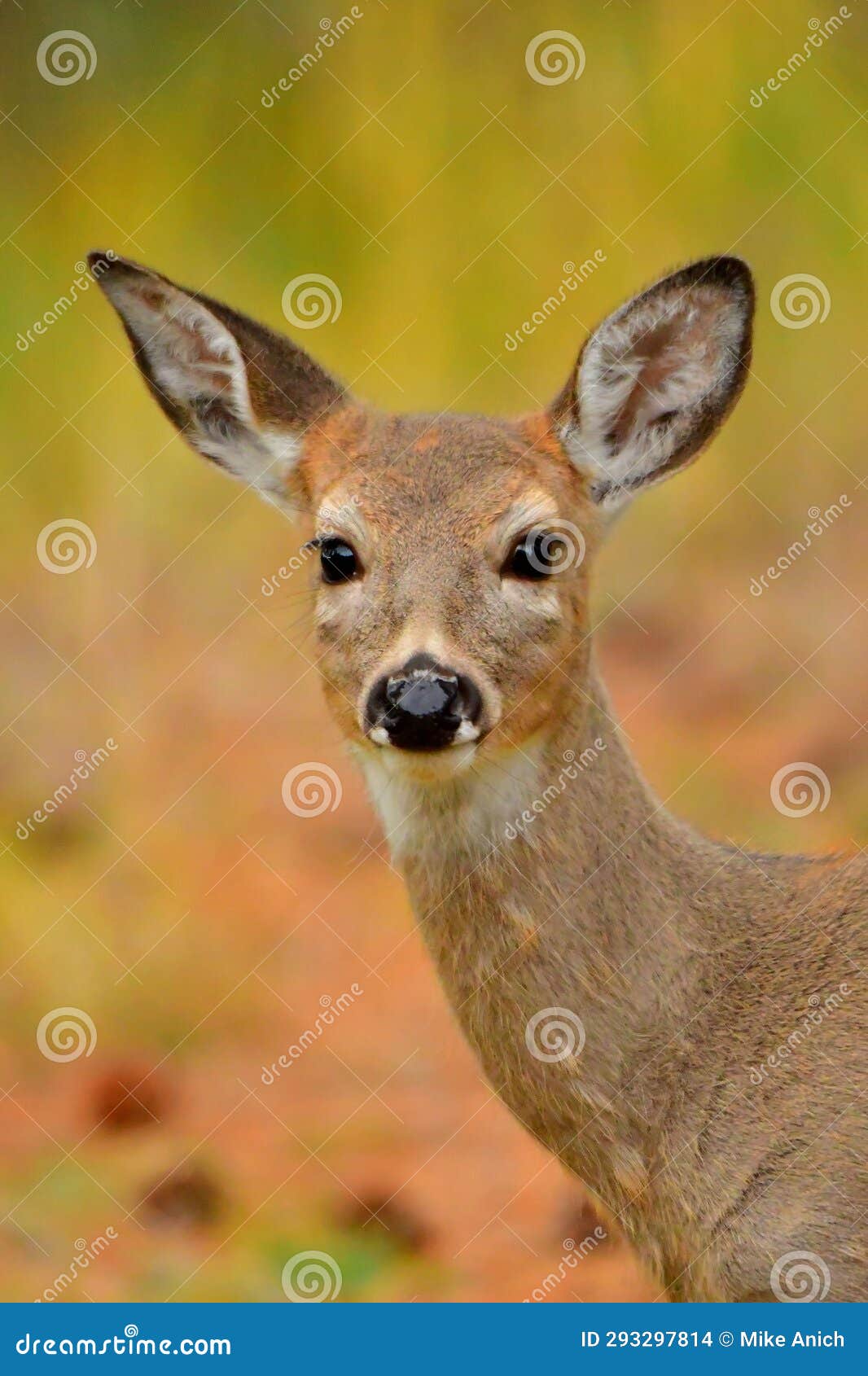 White Tail Deer-Doe, Montana. Stock Photo - Image of tail, horn: 293297814