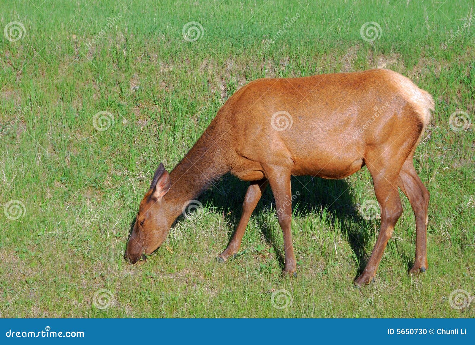 White Tail Deer Eating Grass Stock Photo - Image of summer, wild: 5650730