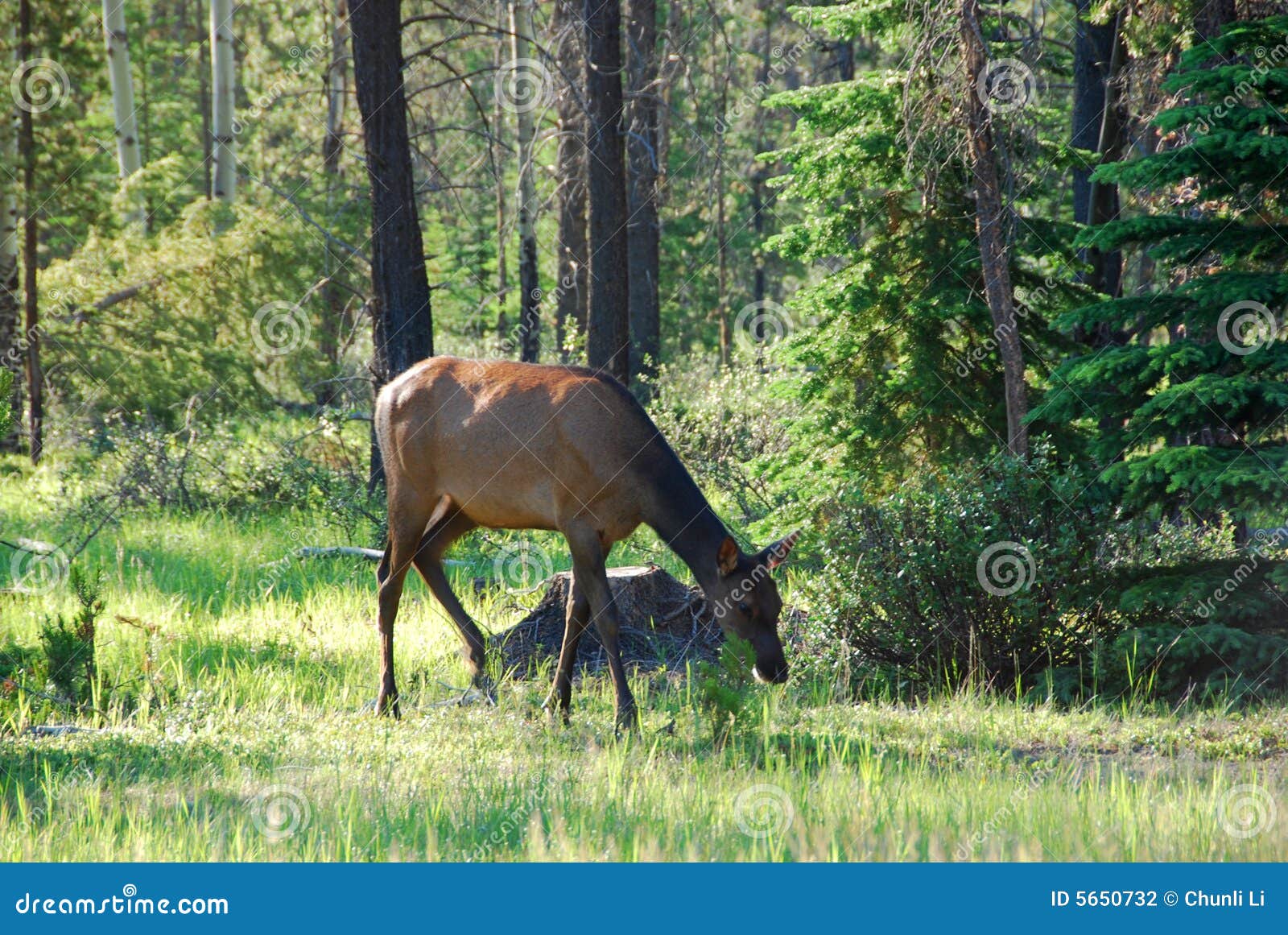 White Tail Deer Eating Grass Stock Photo - Image of national, grass ...