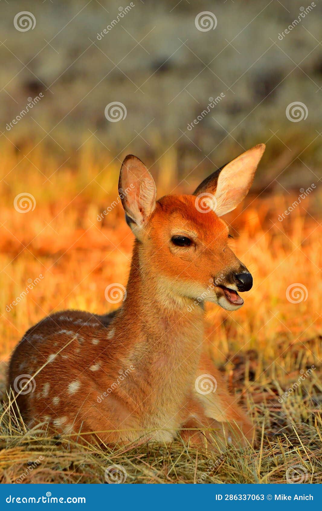 White Tail Deer-Fawn, Bitterroot Mountains,Montana. Stock Image - Image ...
