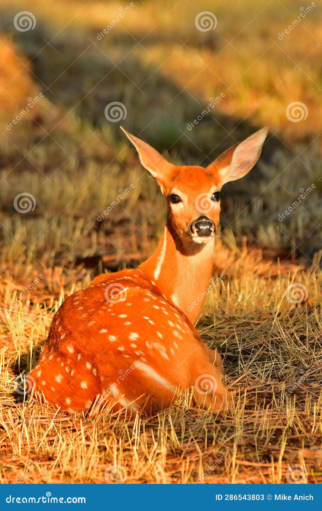White Tail Deer, Fawn, Montana. Stock Image - Image of autumn, white ...