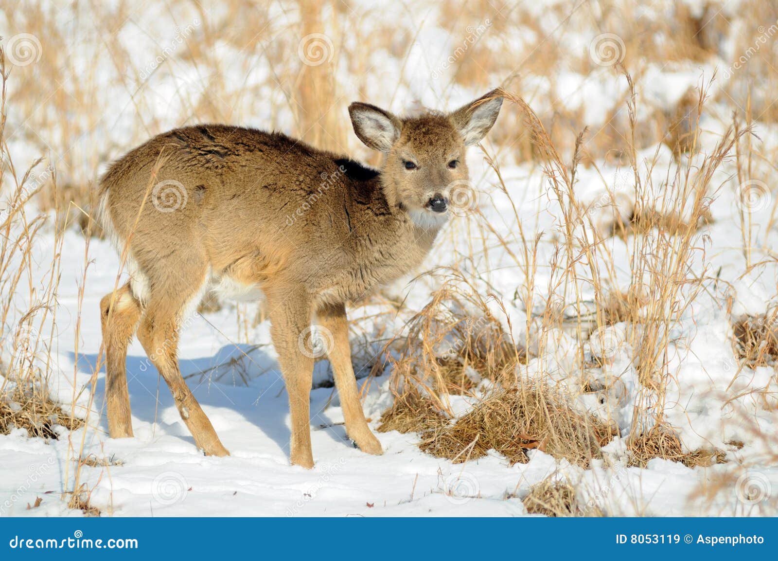 White-tail Deer Fawn in Winter Stock Image - Image of whitetail ...