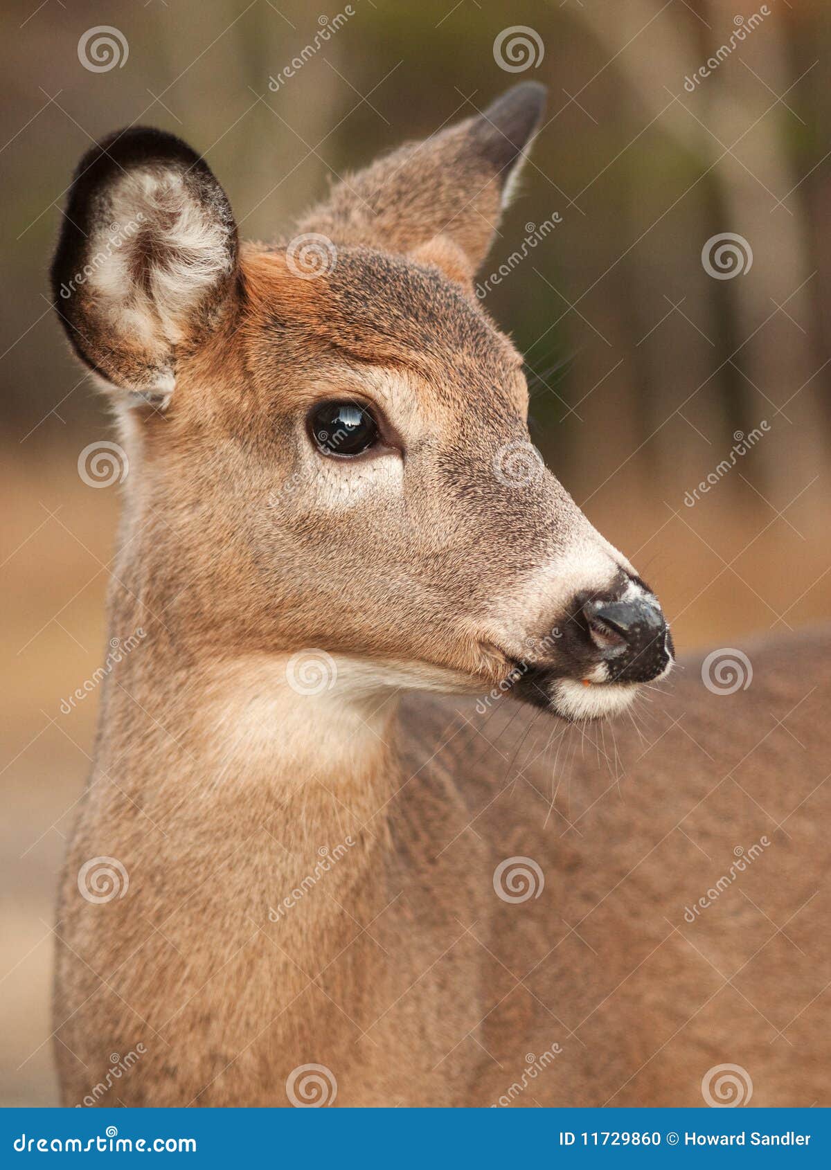White tail deer female stock photo. Image of white, tailed - 11729860
