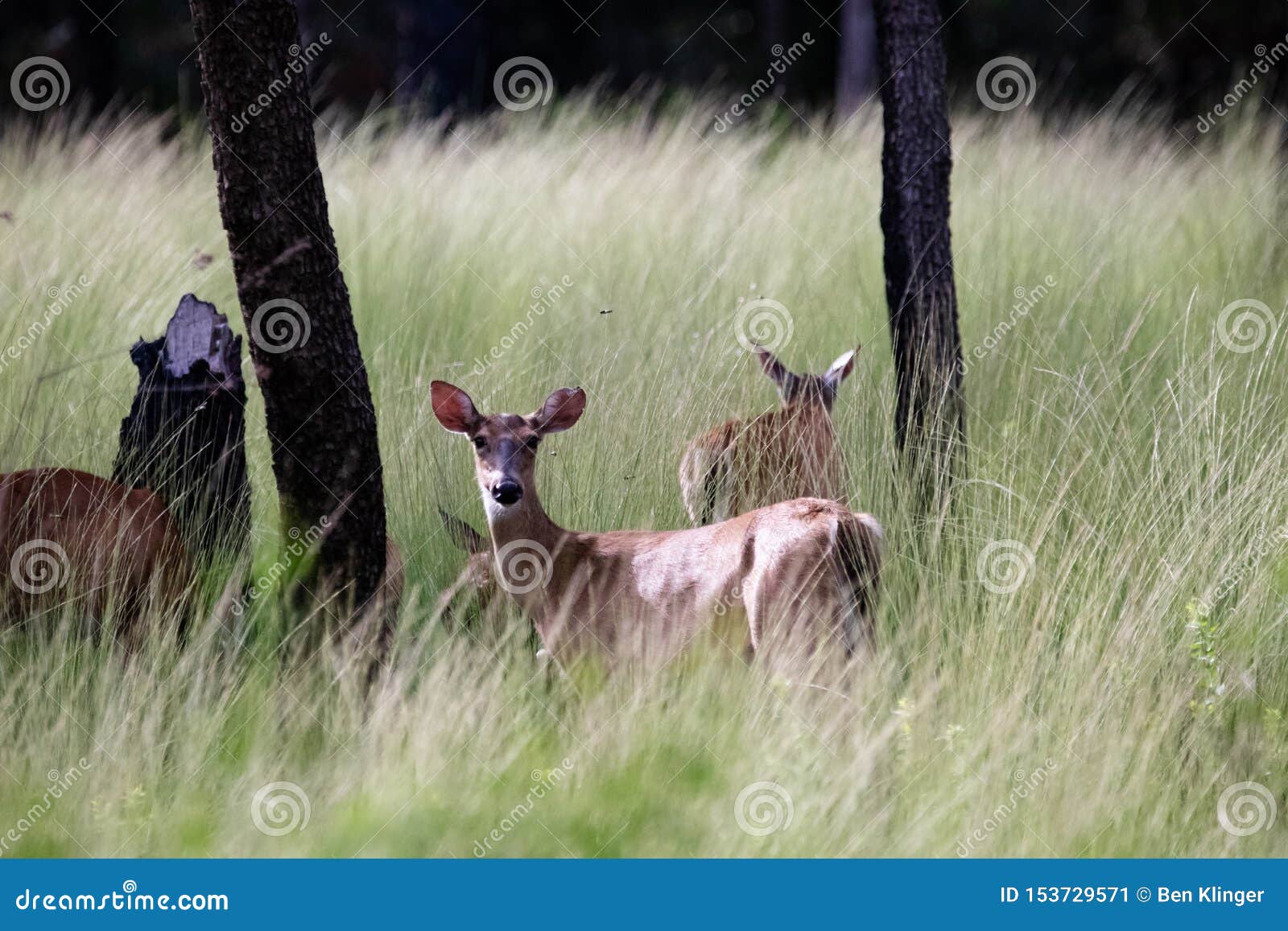 White Tail Deer Grazing in a Meadow Stock Image - Image of north ...