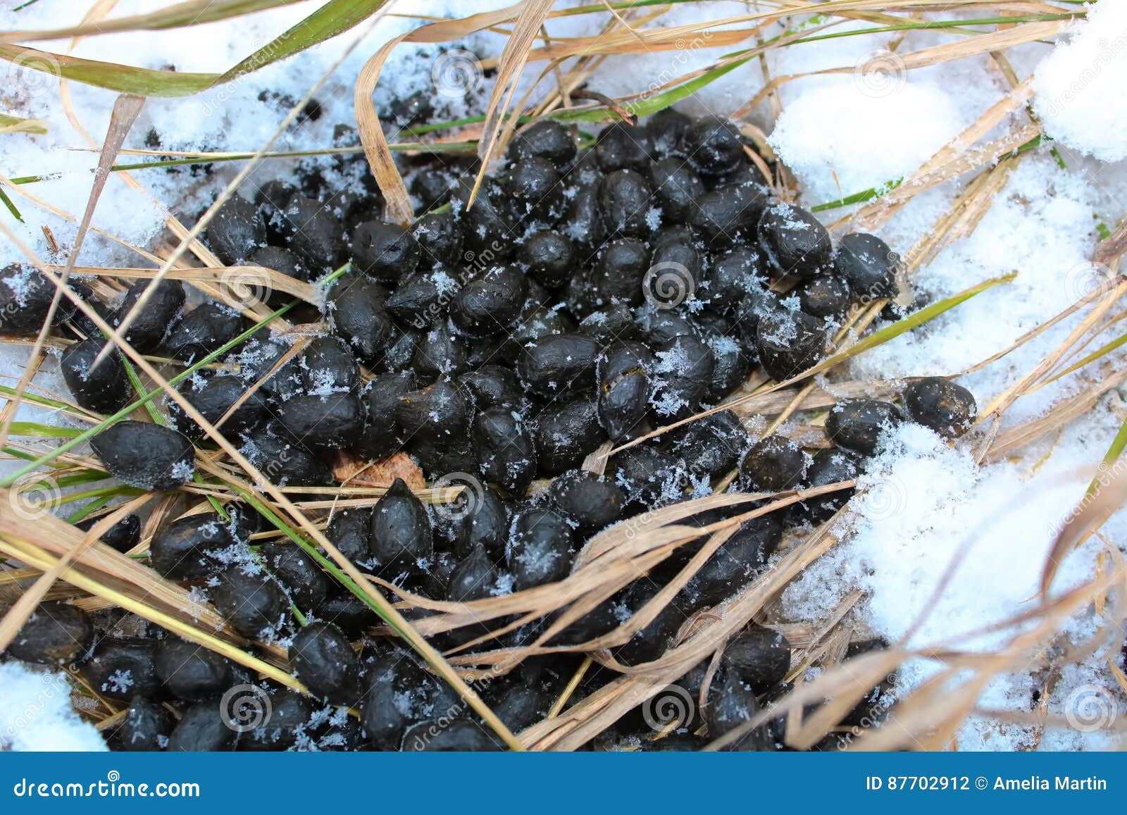White Tail Deer Scat in the Snow Stock Photo - Image of pellet, mammal ...