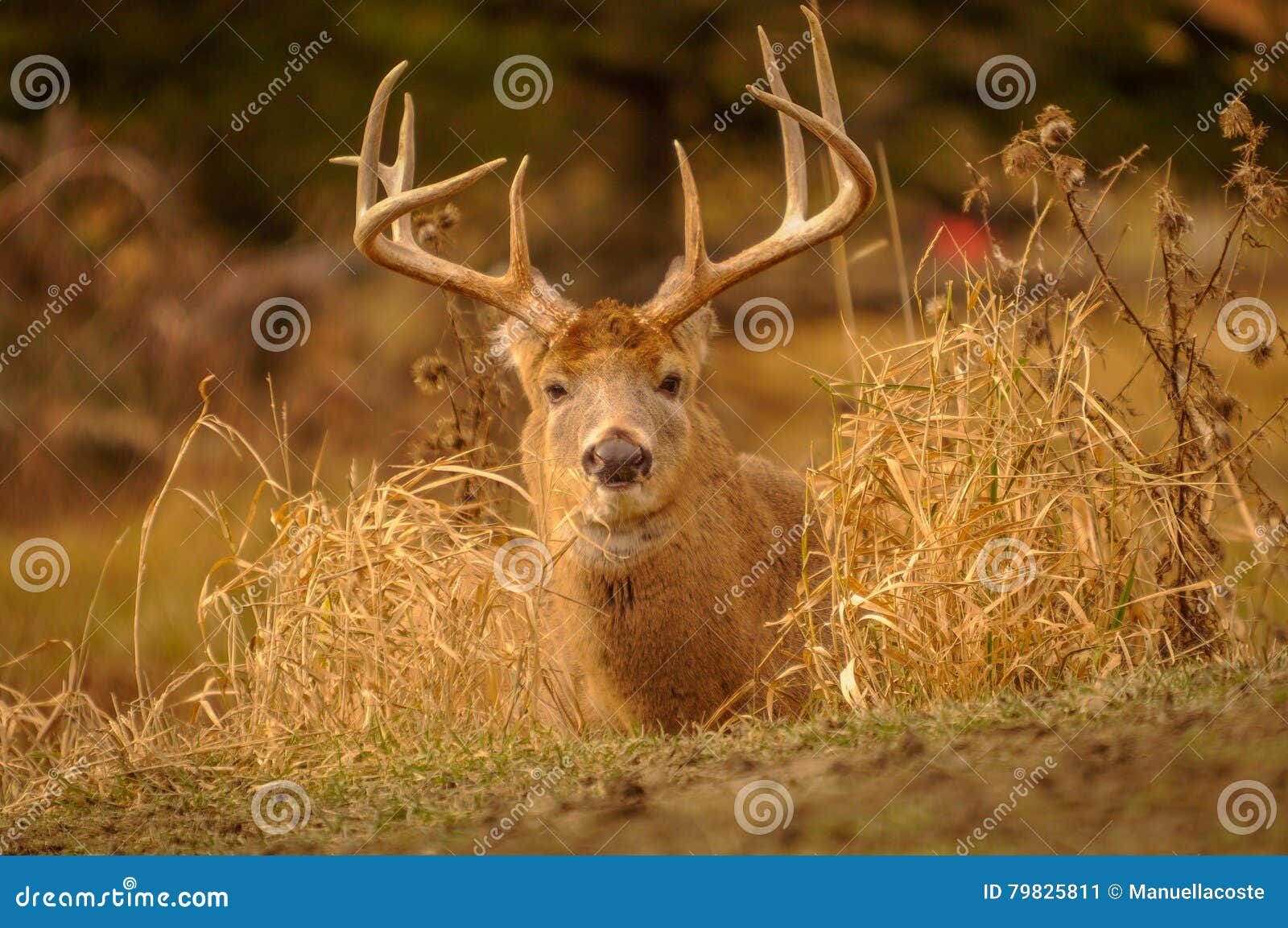 White Tail Deer Eating Grass Stock Photography | CartoonDealer.com #5650730