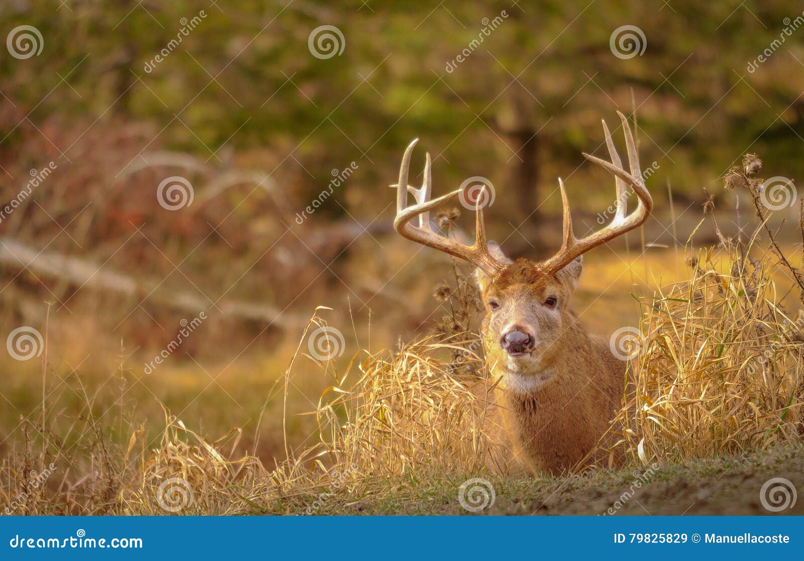 White Tail Deer Staying Low during Hunting Season. 4/5 Stock Image ...