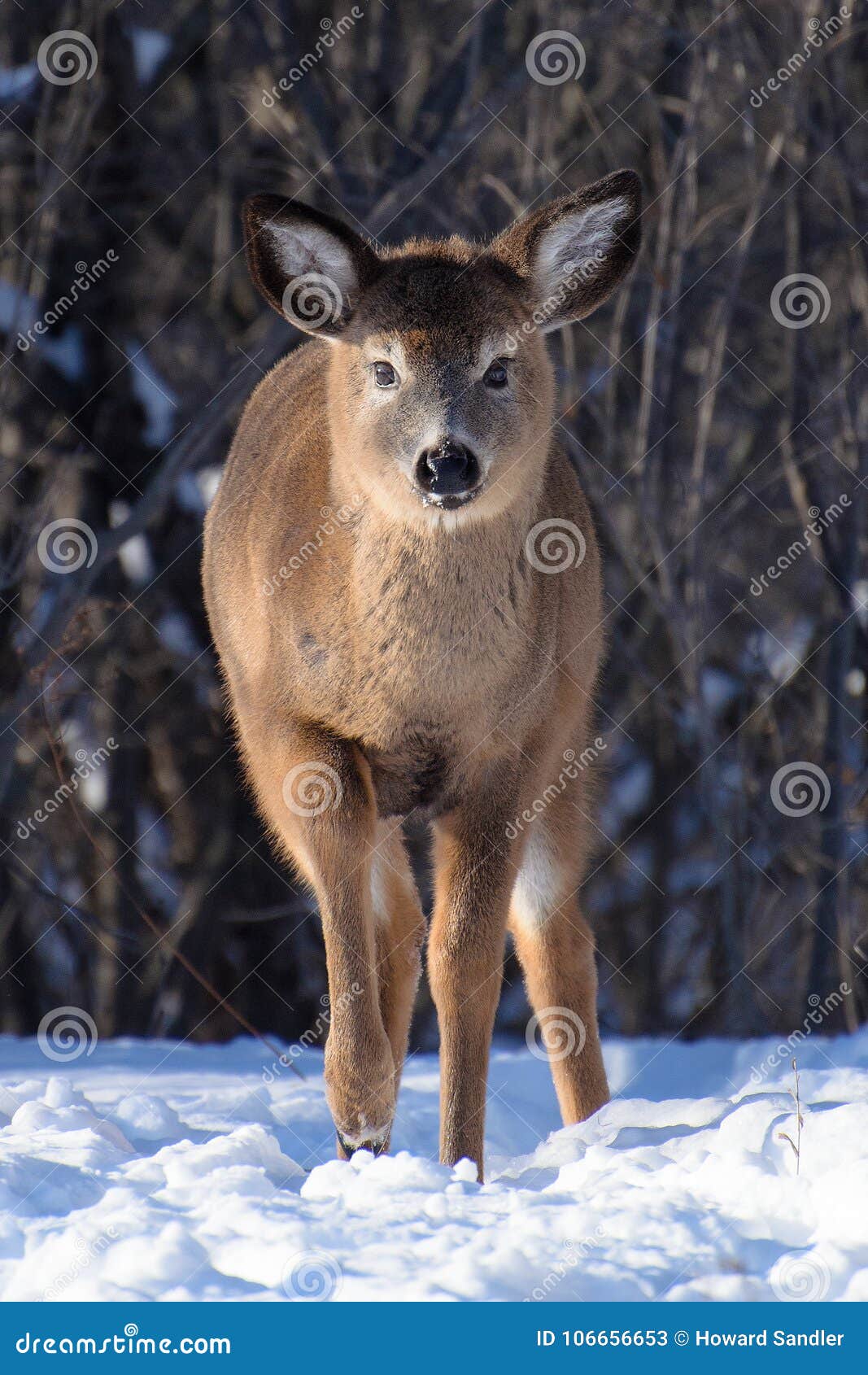 White tail deer yearling stock image. Image of front - 106656653