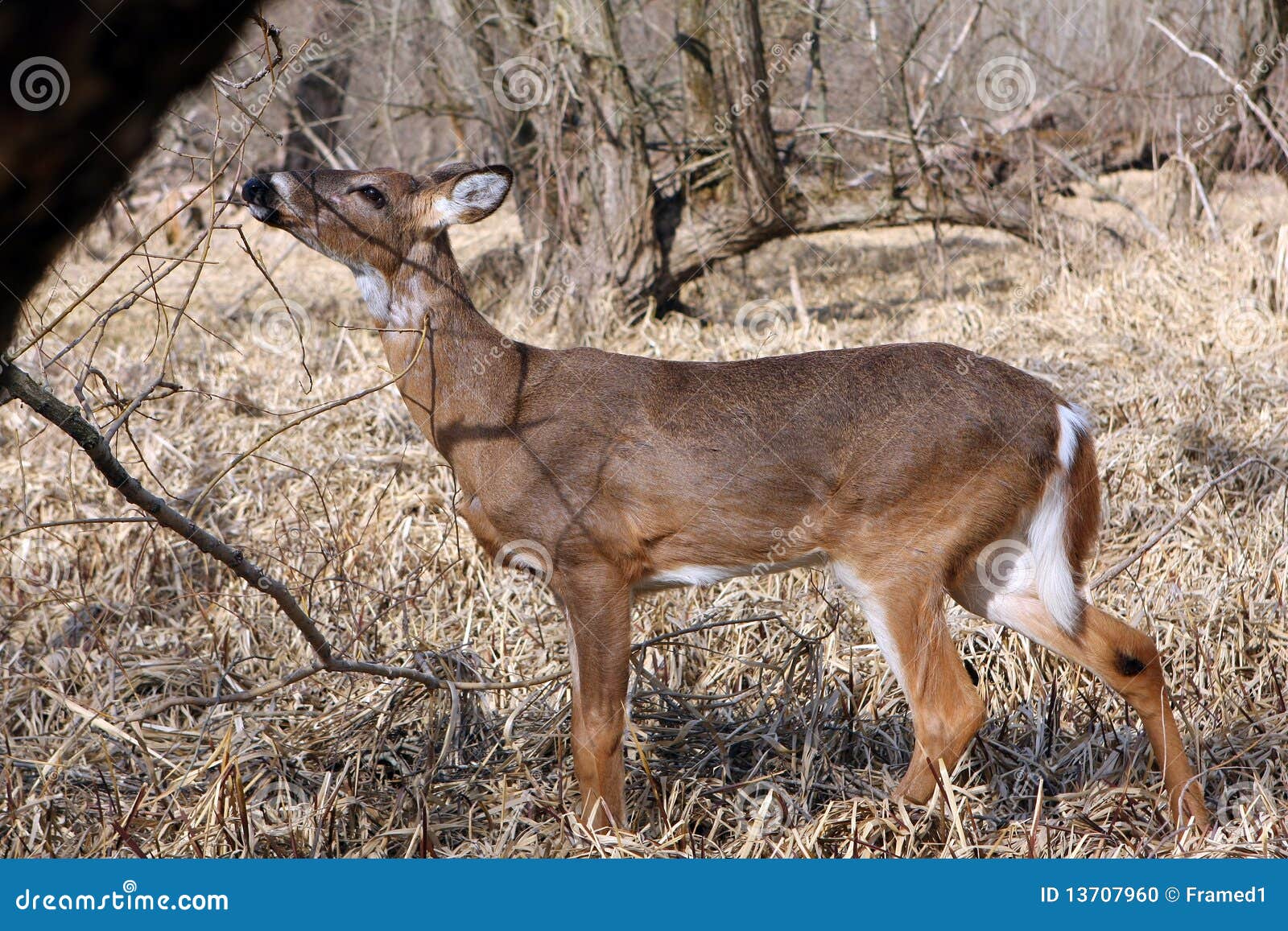White-tail Deer Young Buck stock photo. Image of fallow - 13707960
