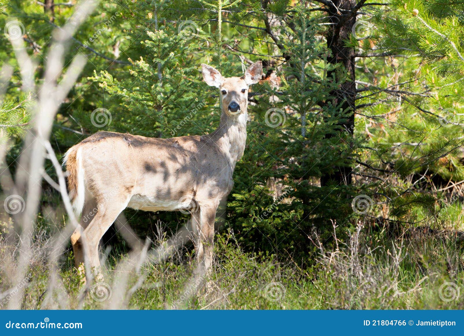 White Tail Doe stock photo. Image of native, fawn, countryside - 21804766