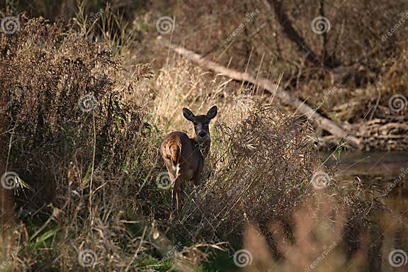 White Tail Doe Looking Back by the Shore of a River Stock Image - Image ...