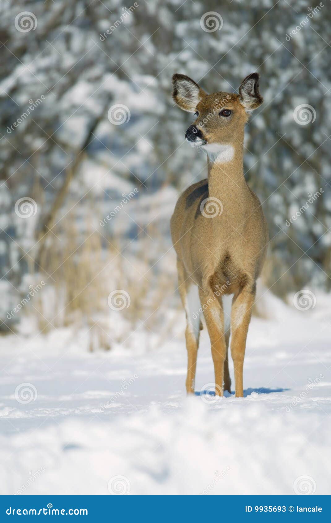 White tail doe in snow stock image. Image of whitetail - 9935693