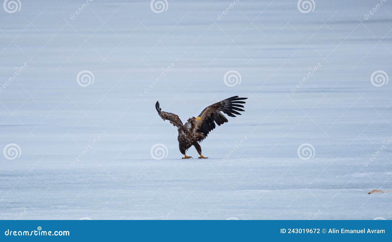 White tail eagle scared stock photo. Image of wildlife - 243019672