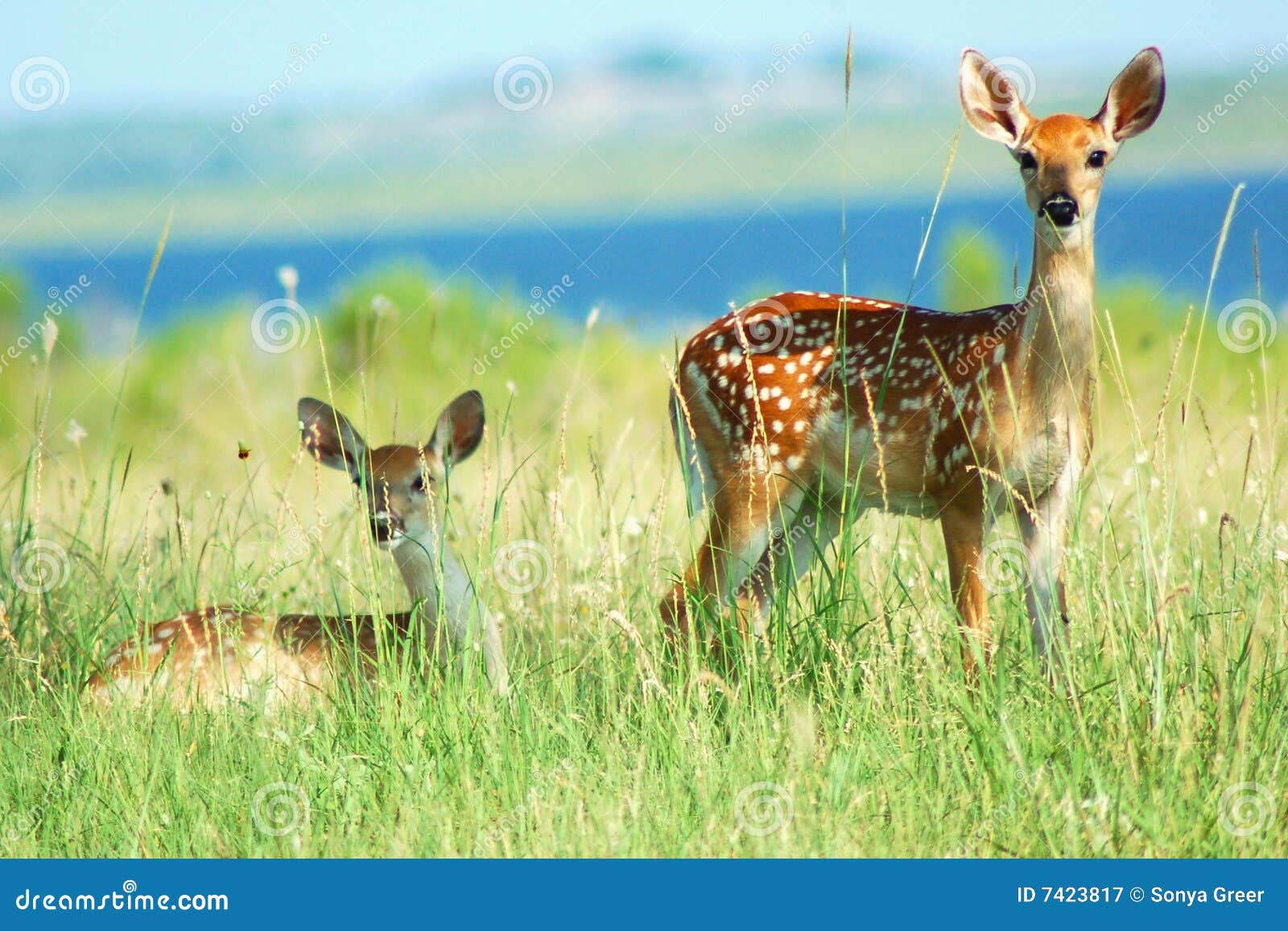 White-tail fawns stock image. Image of wildlife, fawn - 7423817