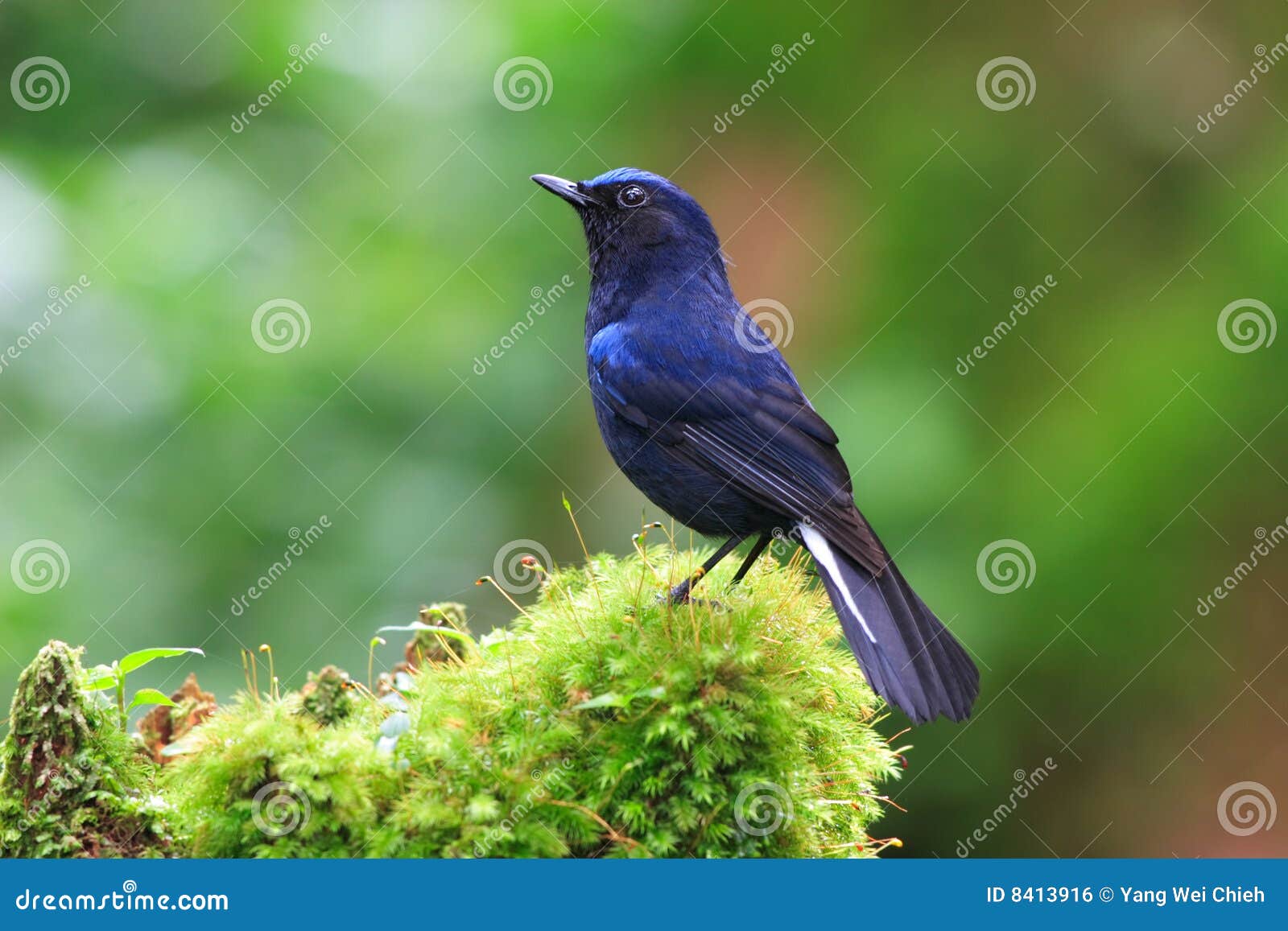 White-tailed Blue Robin stock photo. Image of white, formosa - 8413916