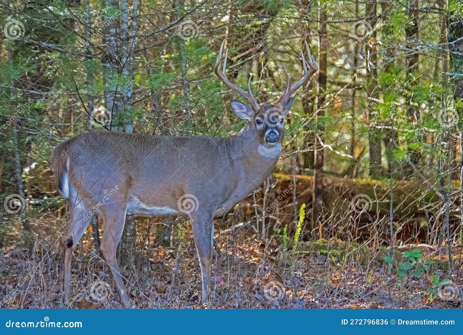 White Tailed Buck Looking at the Camera with a Forest Background. Stock ...