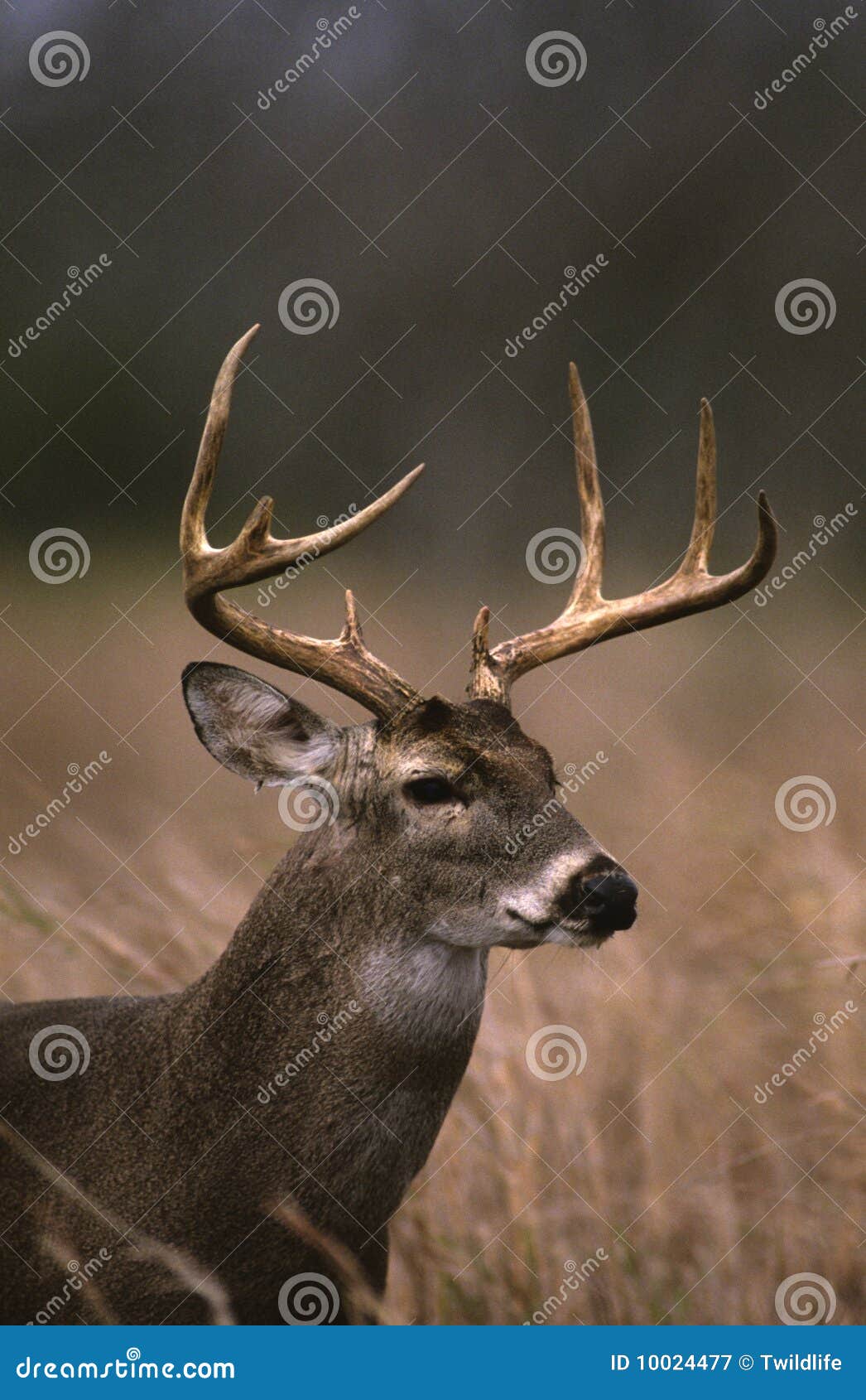 White-tailed Buck Portrait stock image. Image of nature - 10024477