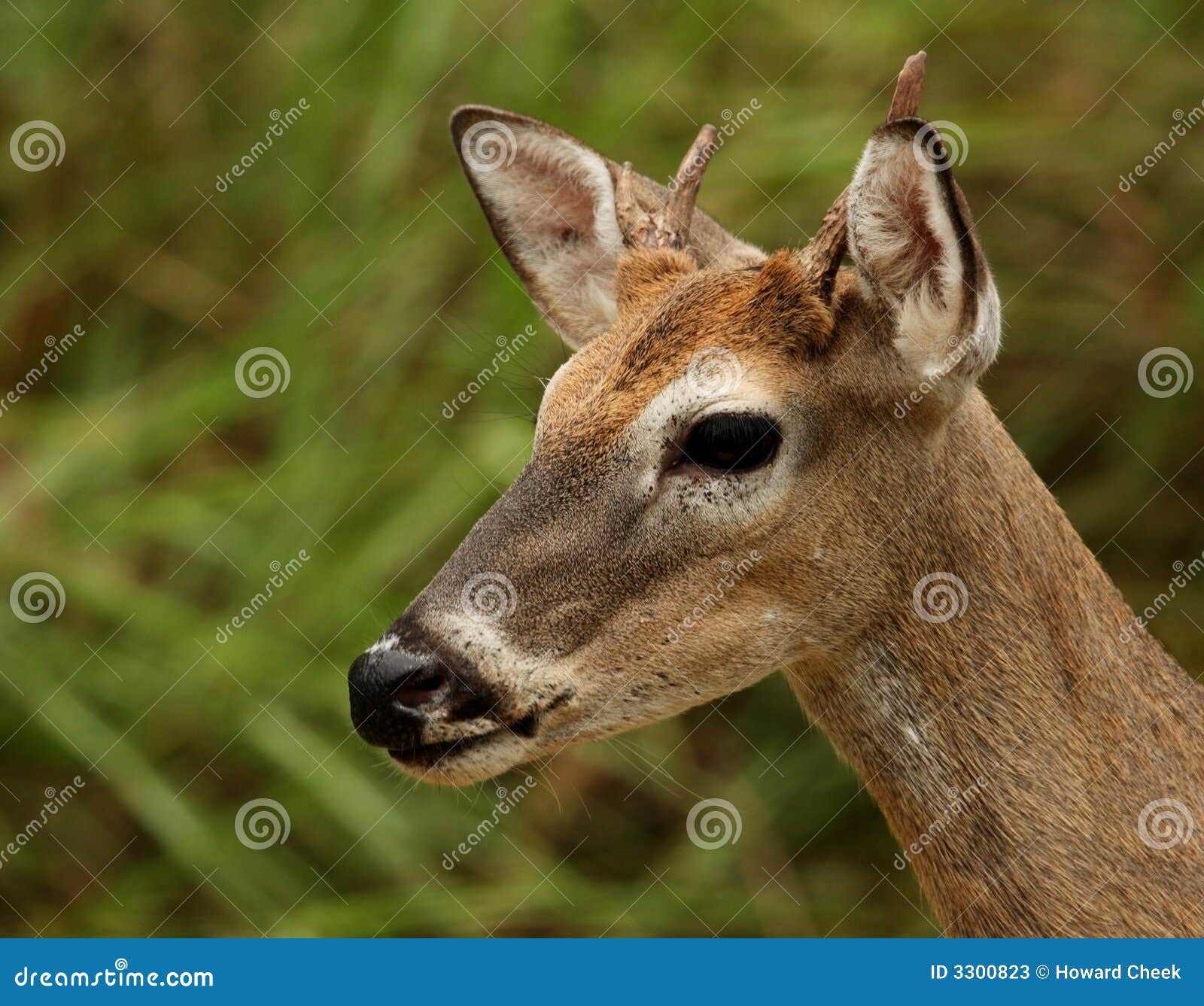 White-tailed Buck Portrait stock image. Image of texas - 3300823