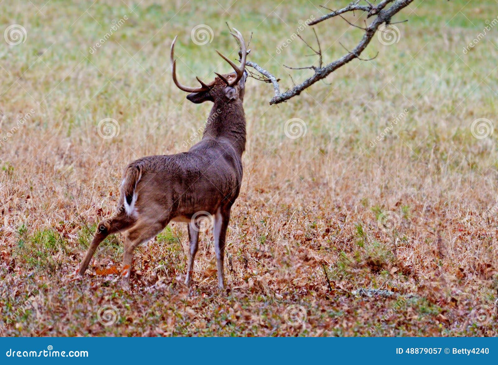 White Tailed Buck Rubs His Antlers on a Tree Branch. Stock Image ...