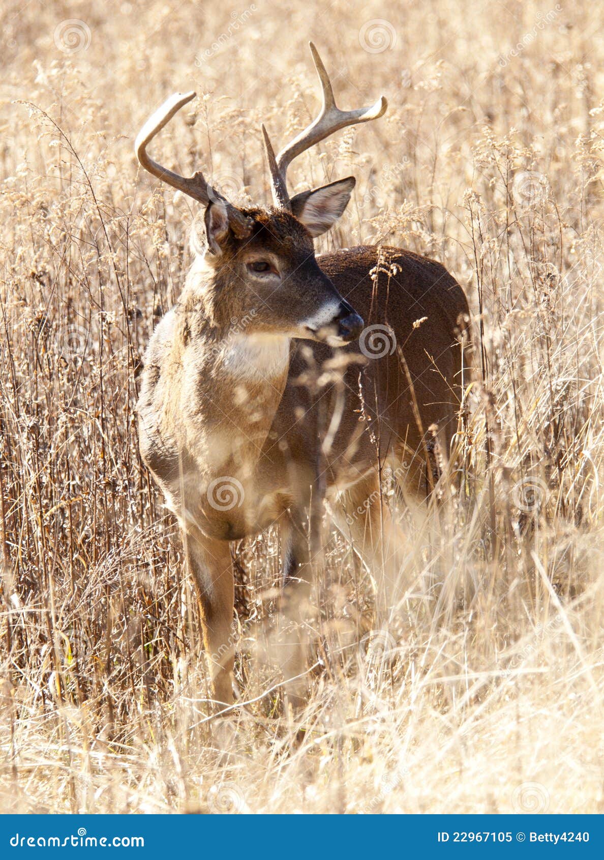 White Tailed Buck in Tall Grasses Stock Image - Image of virginianus ...