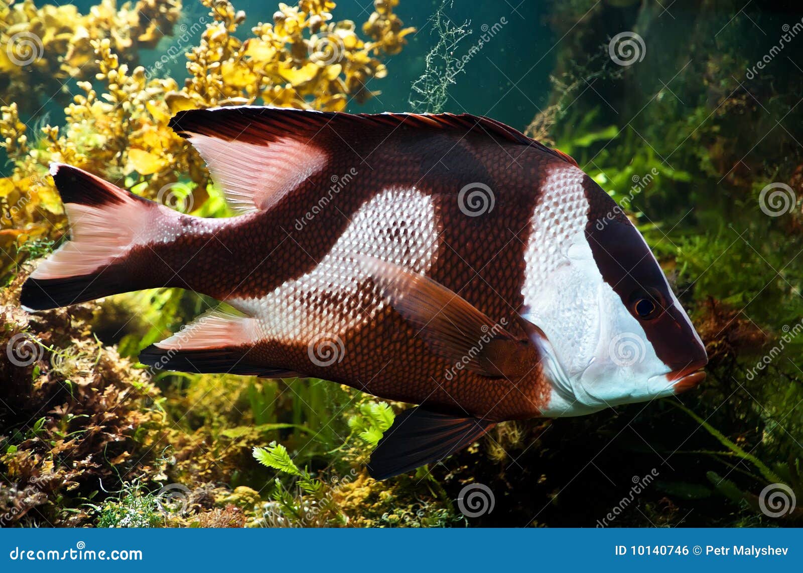 White-tailed Damsel Fish (dascyllus Aruanus) Stock Photo - Image of ...