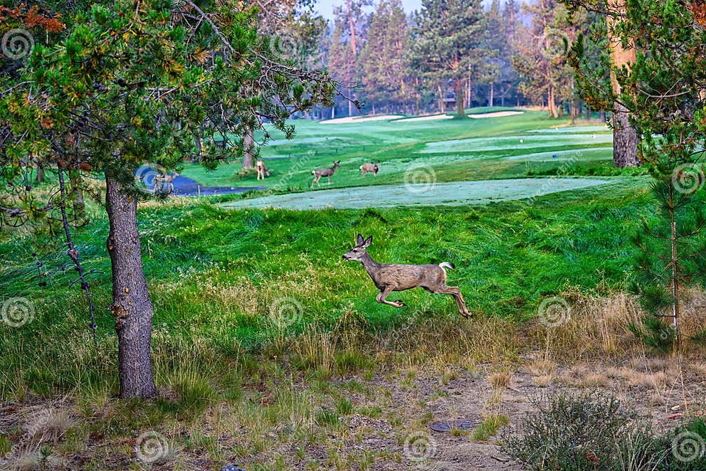 DEAR RUNNING in FRONT of a GOLF COURSE between the TREES in SUNRIVER ...