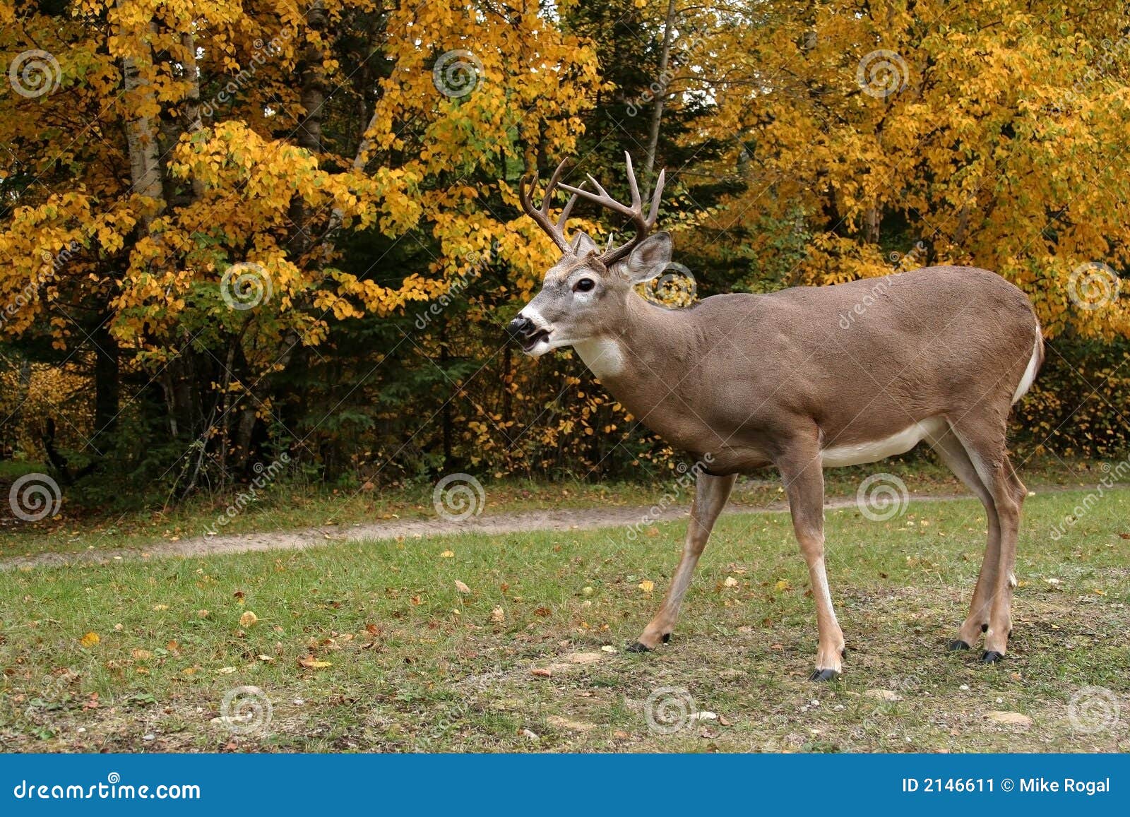 White tailed deer stock image. Image of path, standing - 2146611