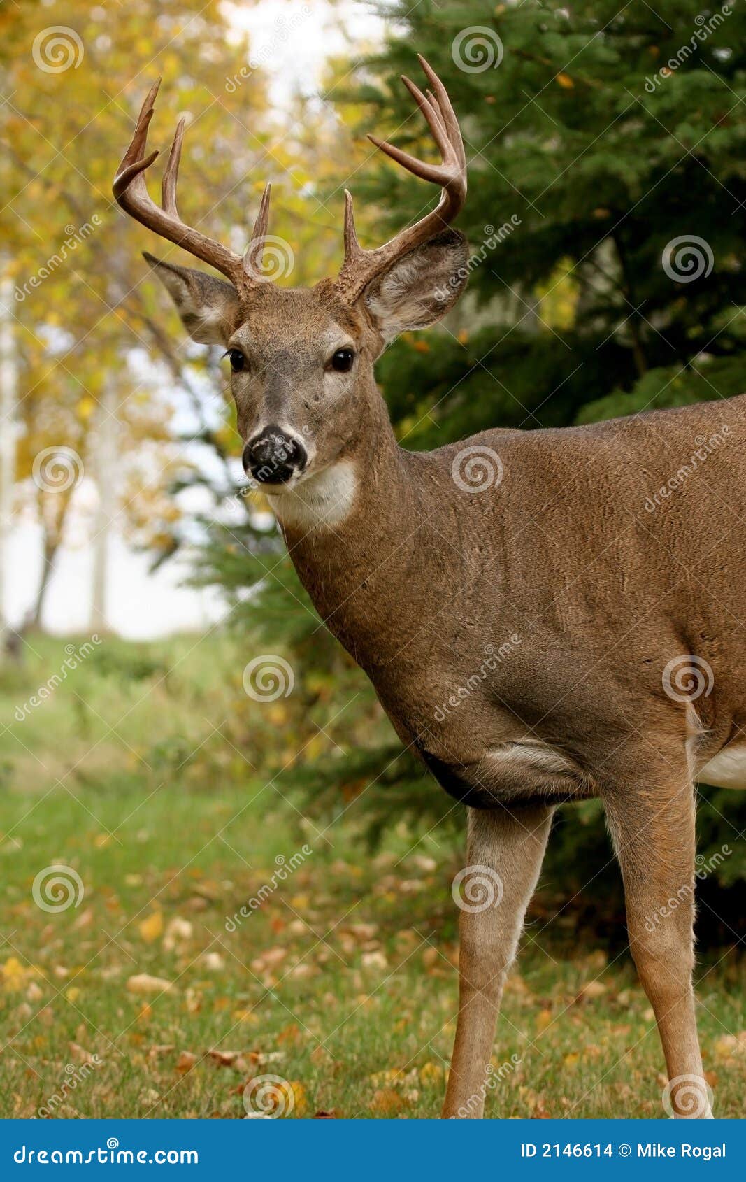 White tailed deer stock photo. Image of starring, antlers - 2146614