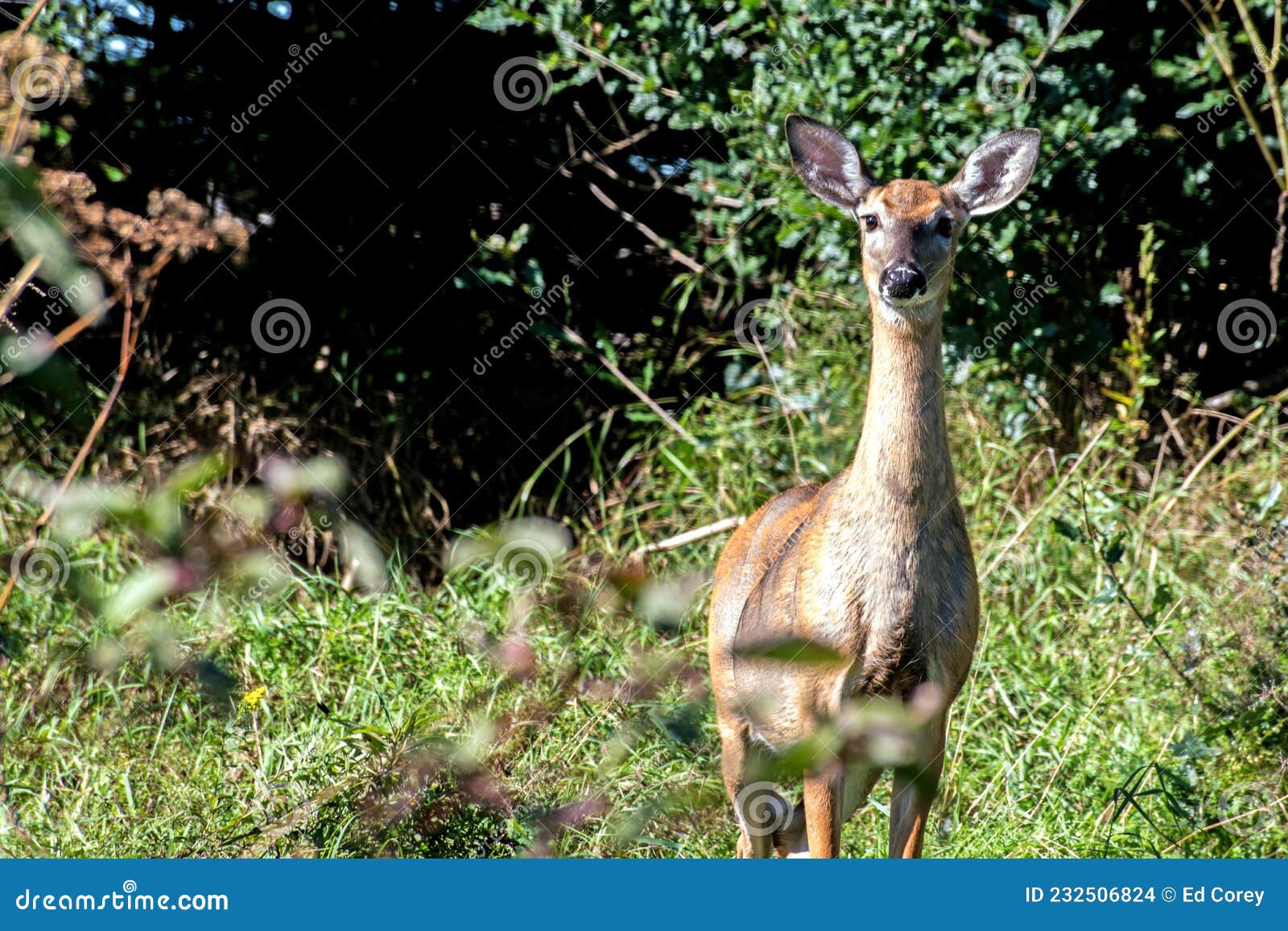 White Tailed Deer on Alert stock photo. Image of autumn - 232506824