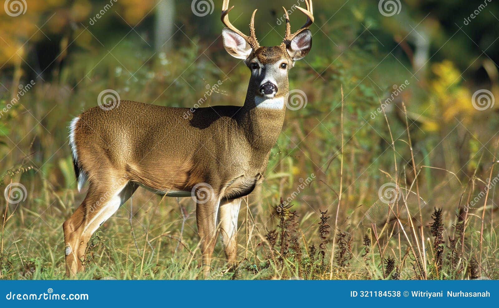 The White Tailed Deer, Also Known As the Whitetail . Generative Ai ...