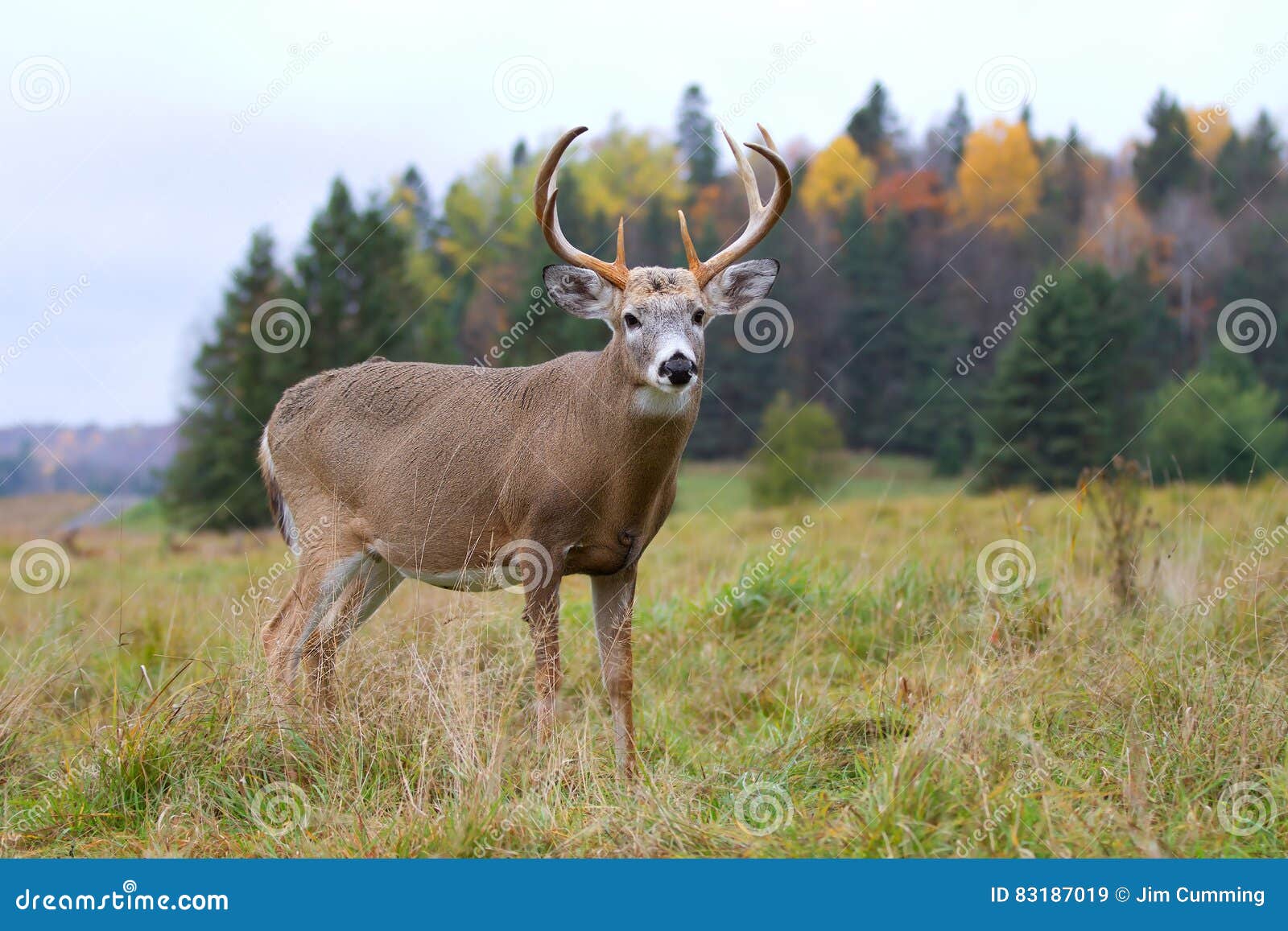White-tailed deer buck stock image. Image of portrait - 83187019